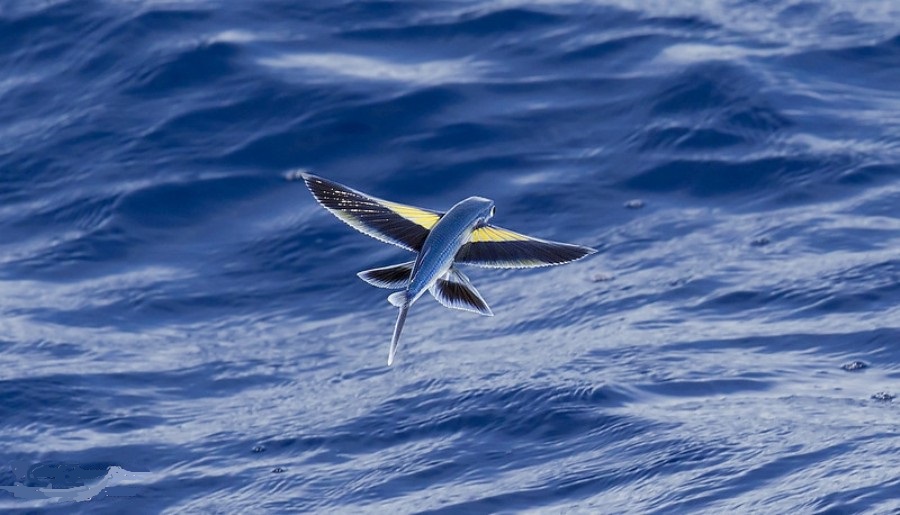 ΧΕΛΙΔΟΝΟΨΑΡΟ (FLYING FISH) photos - wallpapers | the fun bank