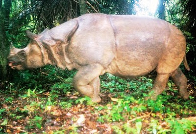 indonesia warna warni: Badak Jawa (Badak Bercula Satu)