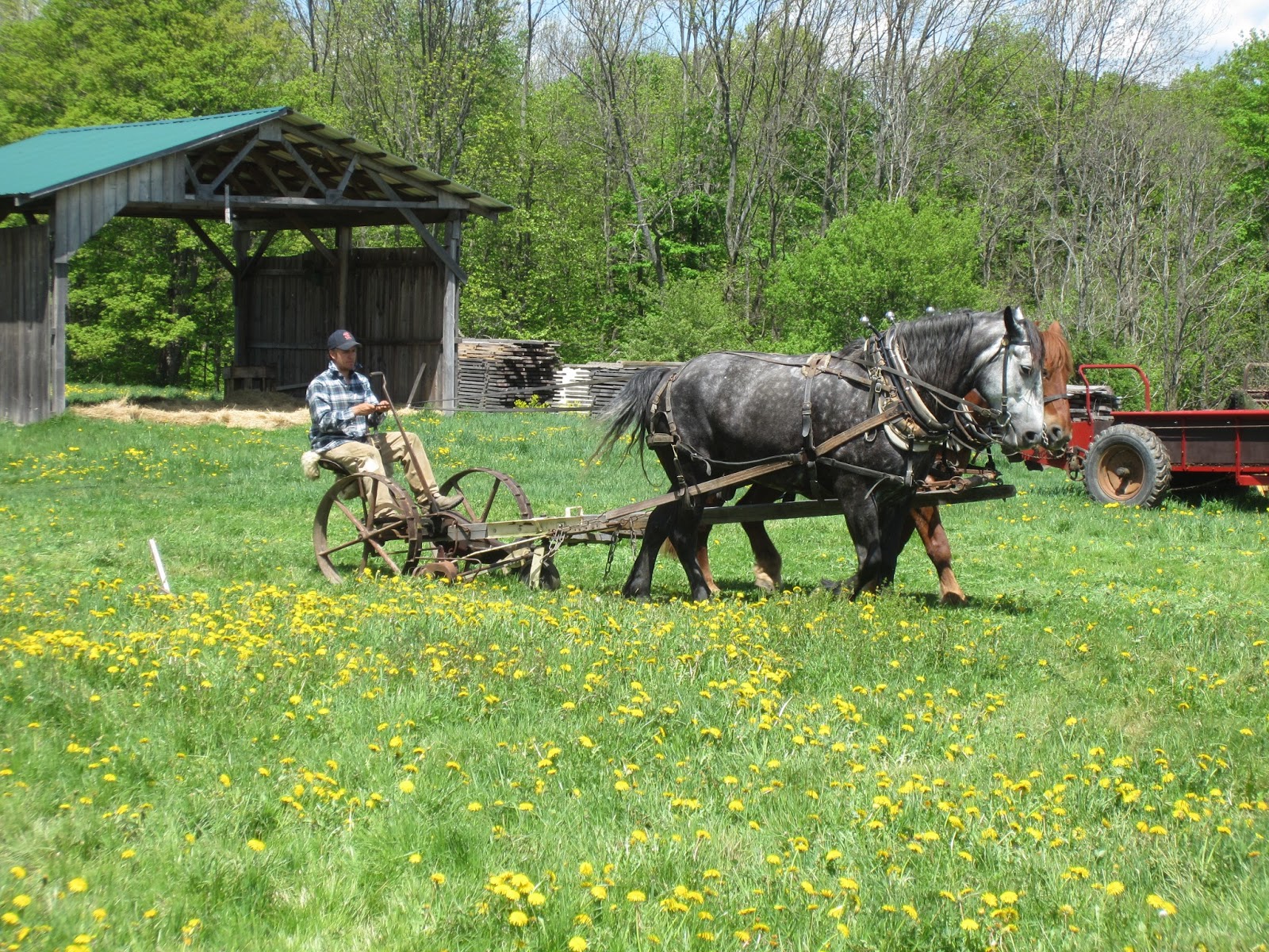 Two Spruce Farm: the end of plowing + 5 abreast + pasture clipping