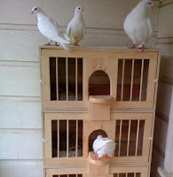 the rescue report: How to Create an Aviary for Rescued King Pigeons