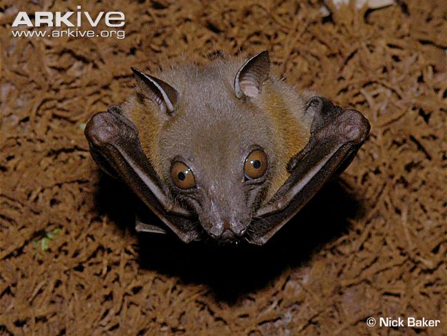 Bats are not bugs: Do bats have eyes?