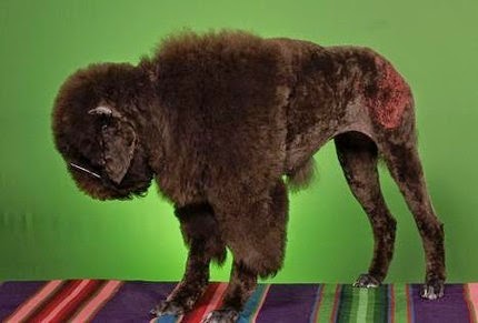 Mighty Lists: 10 dogs that look like other animals