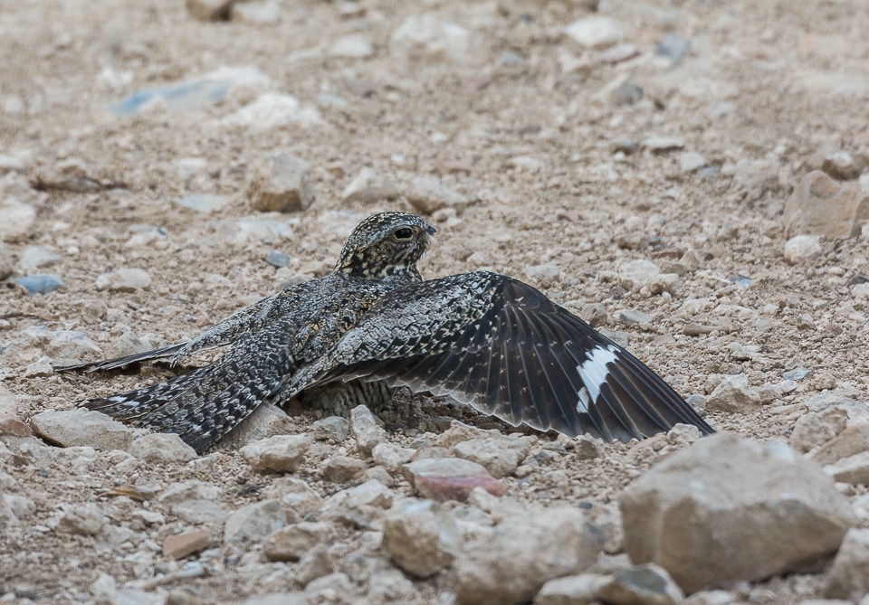 NeoVista Birds and Wildlife: A New Generation of Common Nighthawks
