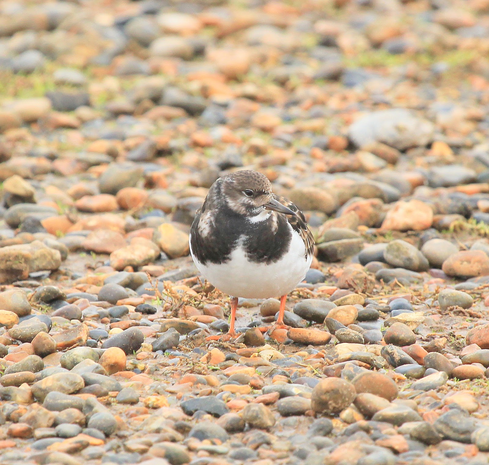 Boatbirder.com: January 2012