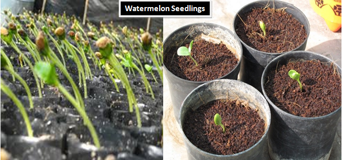 How to Grow Watermelons in a Container or Pot for Maximum Results