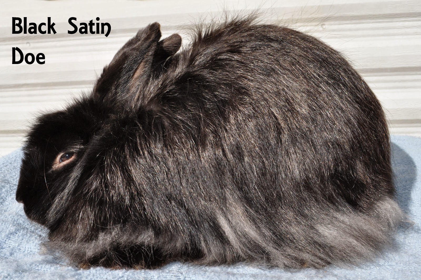 Woolie Creations Angora Rabbits: Satin Doe For Sale