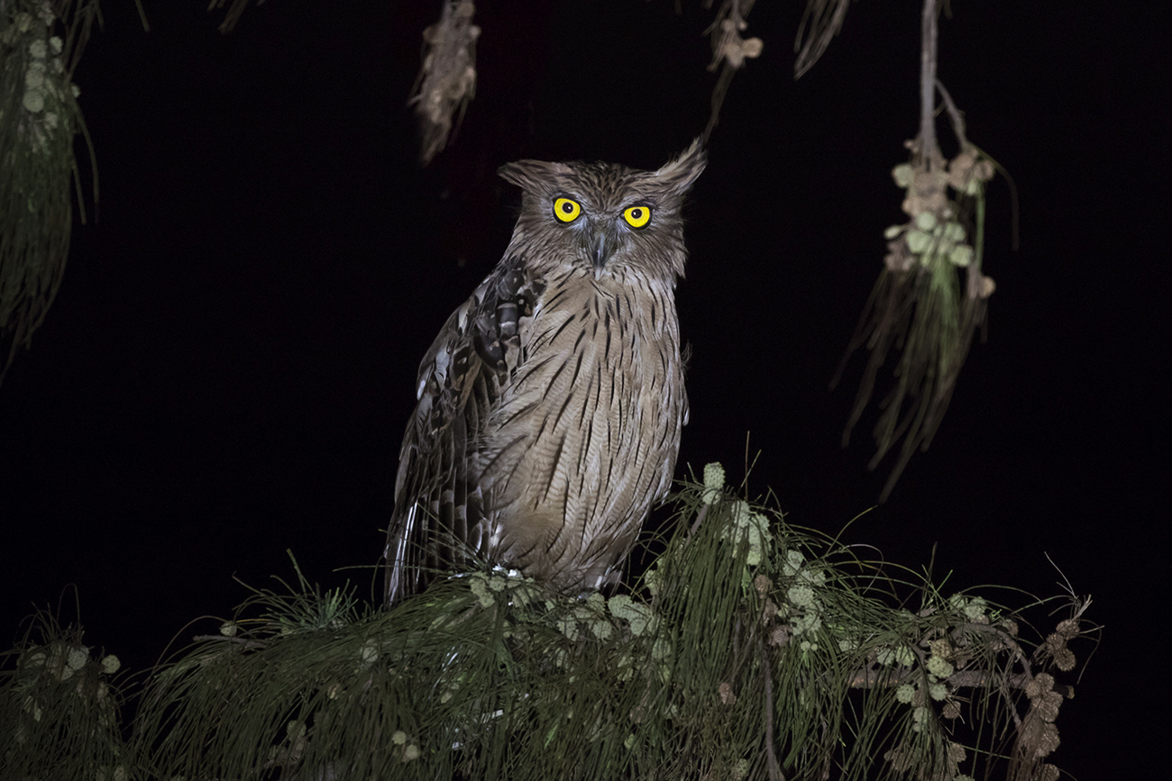 As The Crow Flies - a Hong Kong Birding Blog: Brown Fish Owl Revisited