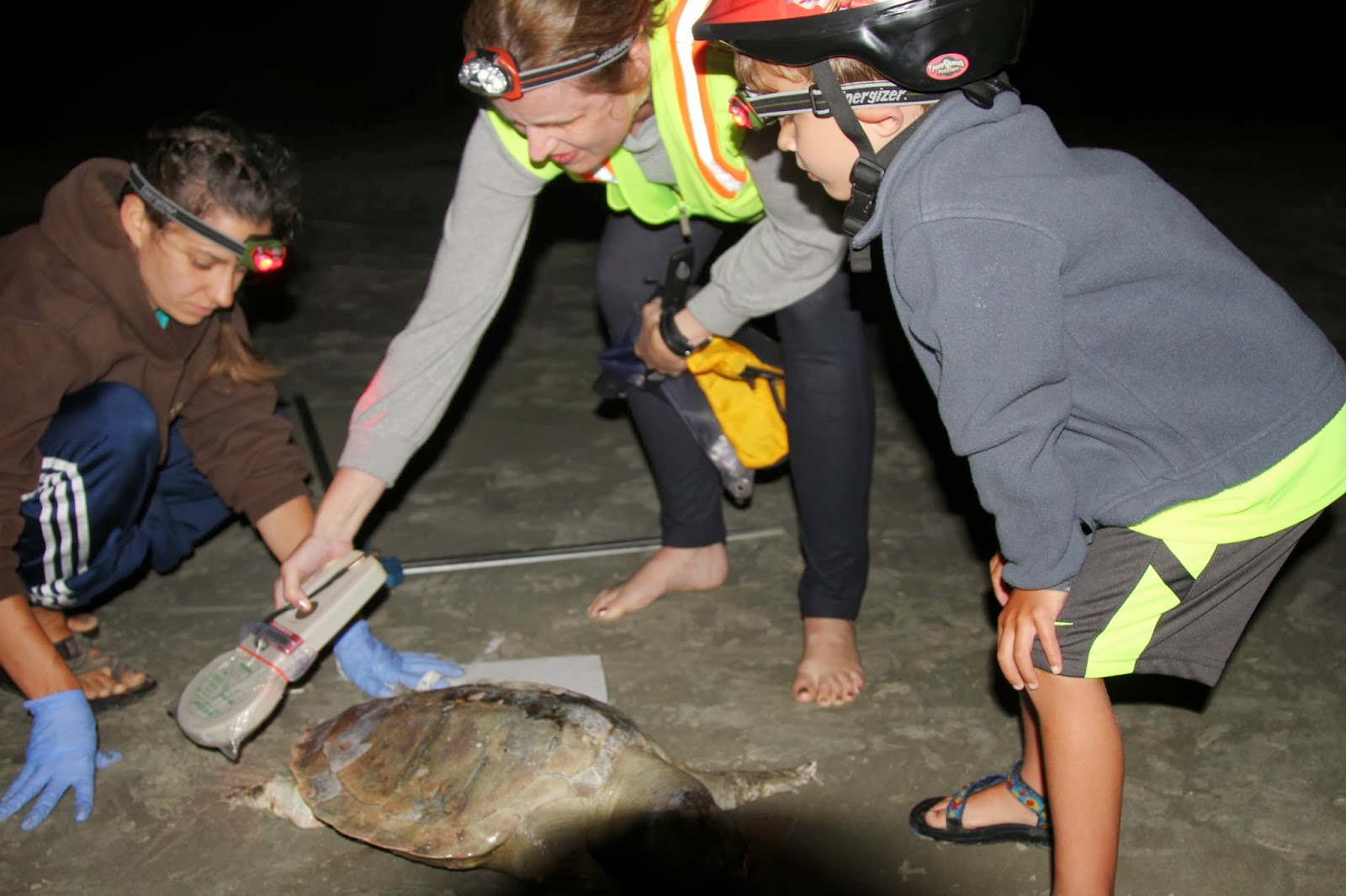 Sea Turtles, Shrimp and the Golden Islands of Georgia | San Rafael, CA ...