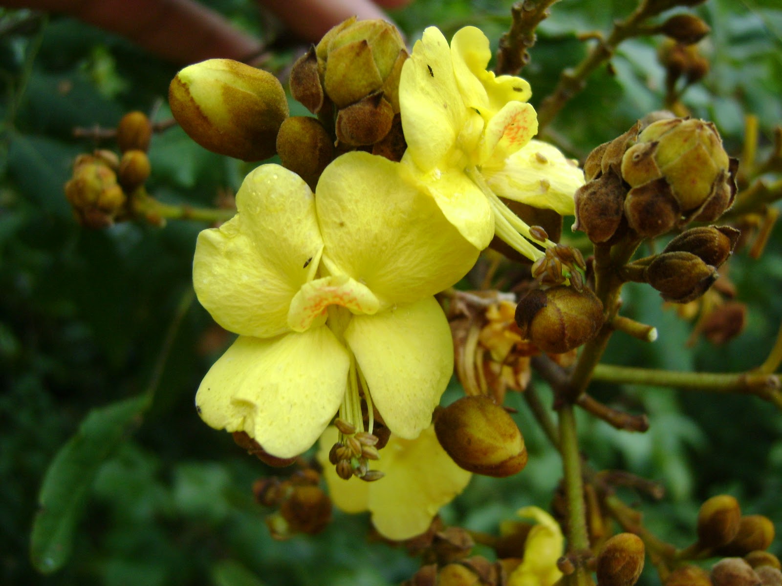 Fabaceae - Leguminosae no Brasil: Fabaceae - Cenostigma bracteosum (Tul ...