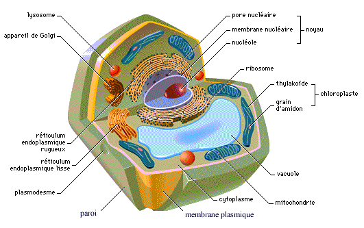 Cours De Biologie Cellulaire Pdf - Nectur