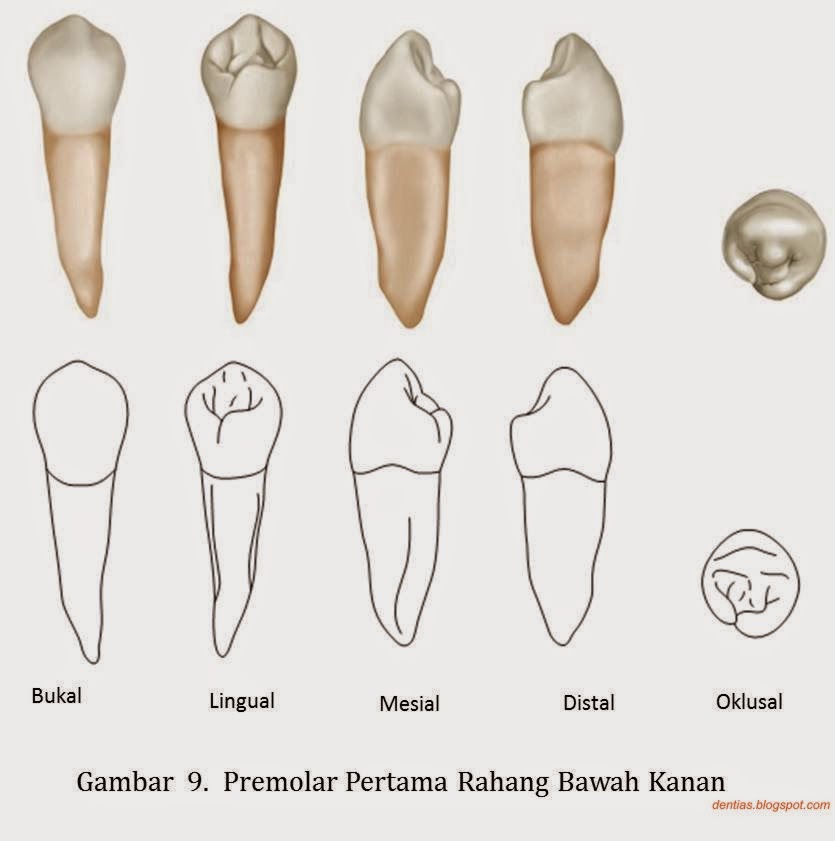 Morfologi Gigi Permanen ~ Dent-ias || notes