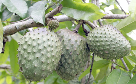 El sinini Es una planta reconocida por sus propiedades curativas, tanto ...