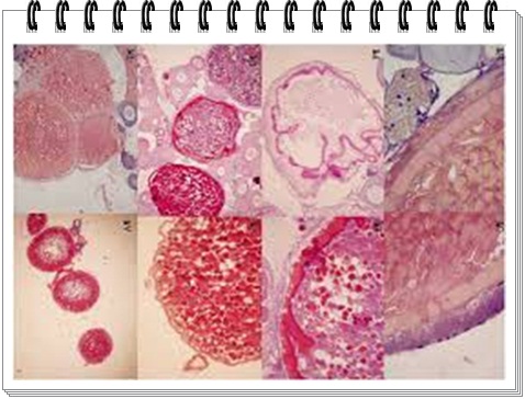 EMBRIOLOGIA: CAPITULO II