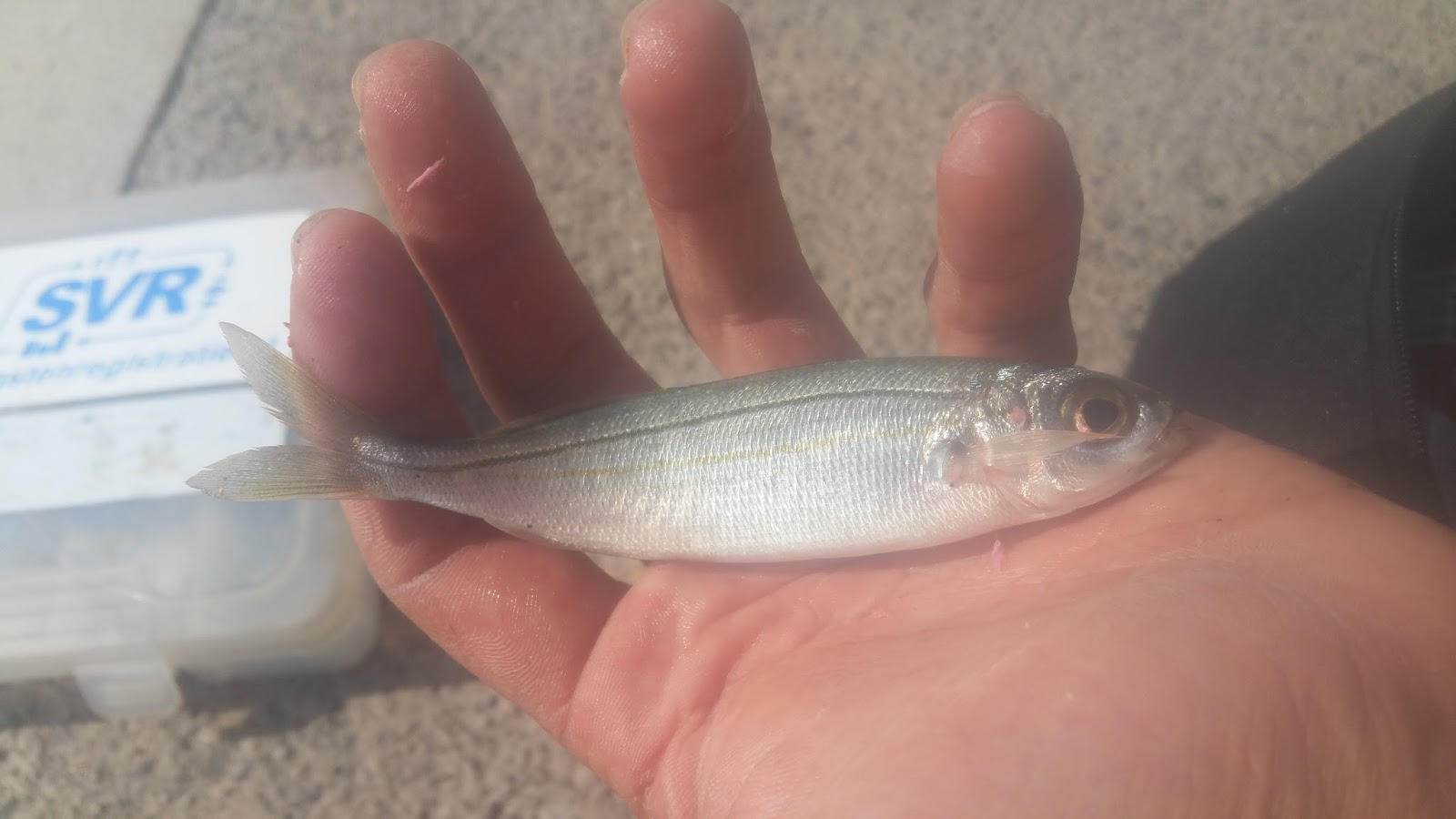 Vissen verzamelaar: Tien dagen op Kreta