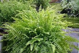 Las Traqueofitas | Tu Biología Interactiva