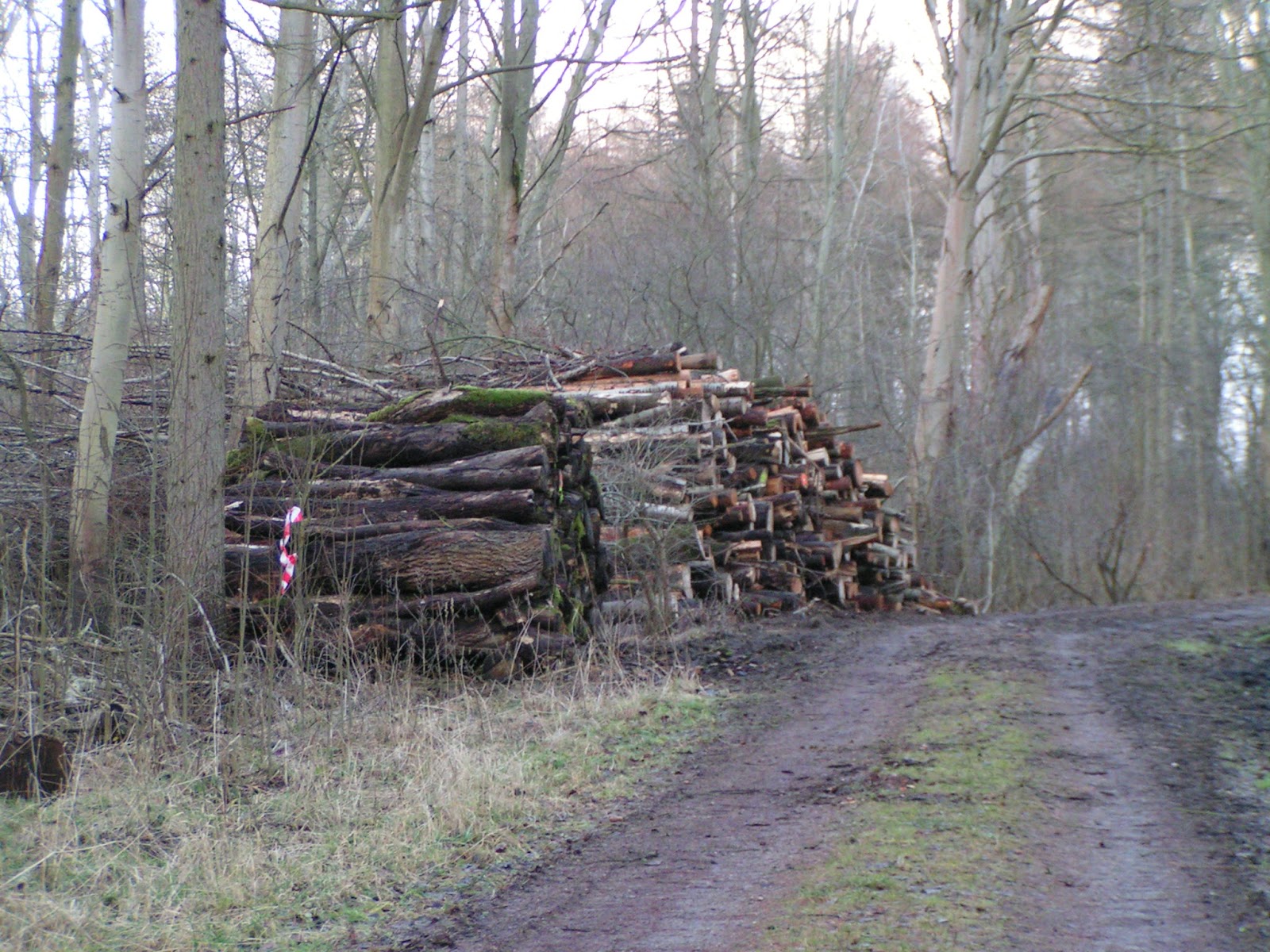 Vandringsløse Tidende: Herstedhøje (Vestskoven)
