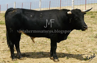 Ganadería LOS MAÑOS: Novillos para San Adrián (Navarra).