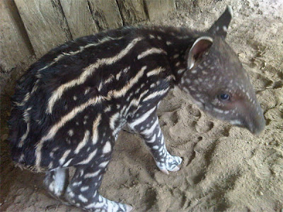 La Danta (Tapirus terrestris) Venezolana.
