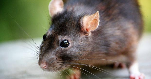 ජාතික රූපවාහිනිය: මී පුර සිහින - වාර්තා වැඩසටහන