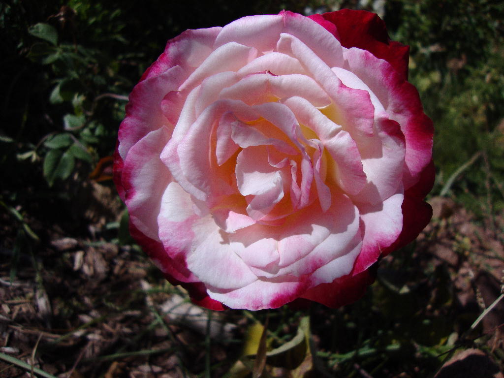 Roses, Color and Light: Double Delight ~ Exquisite Color and Fragrance