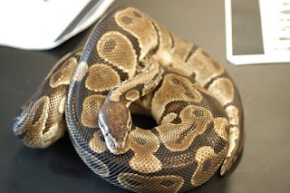 Biology of the Reptilia: Blog Entry 6: Serpentes/Ophidia: Brad and Michele