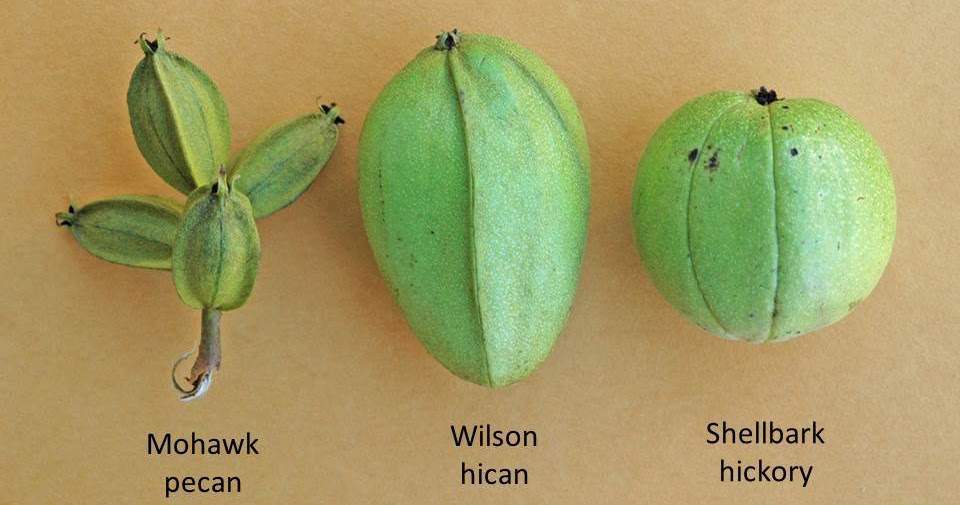 Pecan Tree Life Cycle