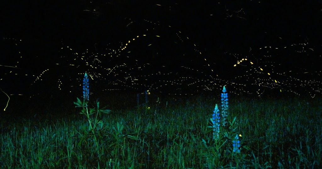 Earth and Space News: North American Lightning Bug Gardens for North ...