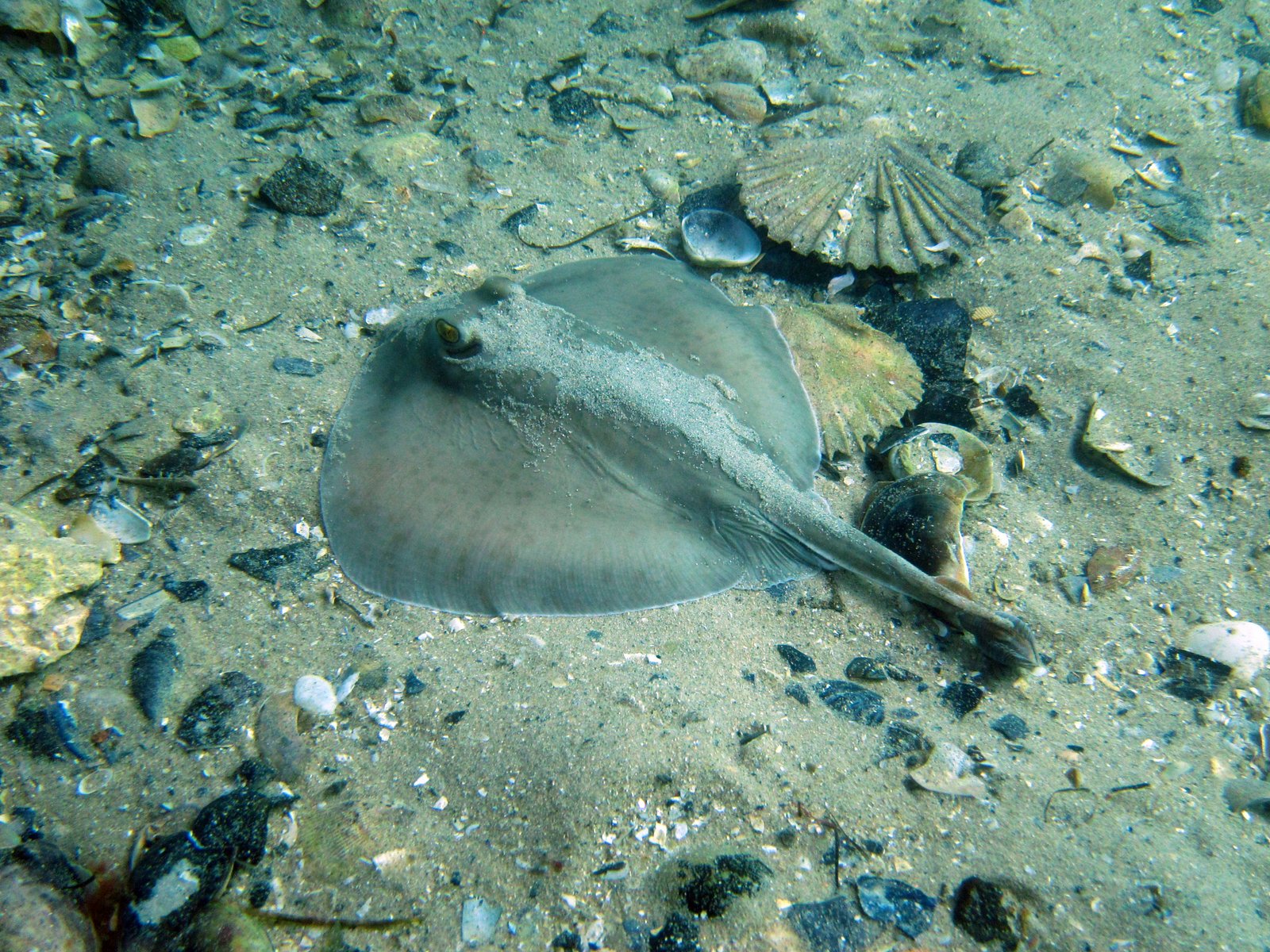 Diving: Rye pier and spider crabs