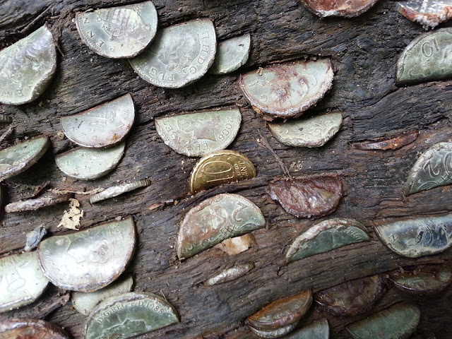 Random encounters with the unusual: The Lydford Coin Tree