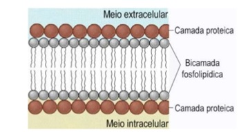 a tricolina biologa: Membranas Celulares