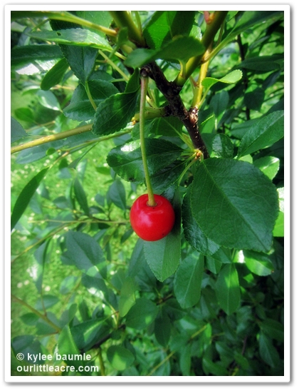 Our Little Acre: Our Little Acre's First Cherry