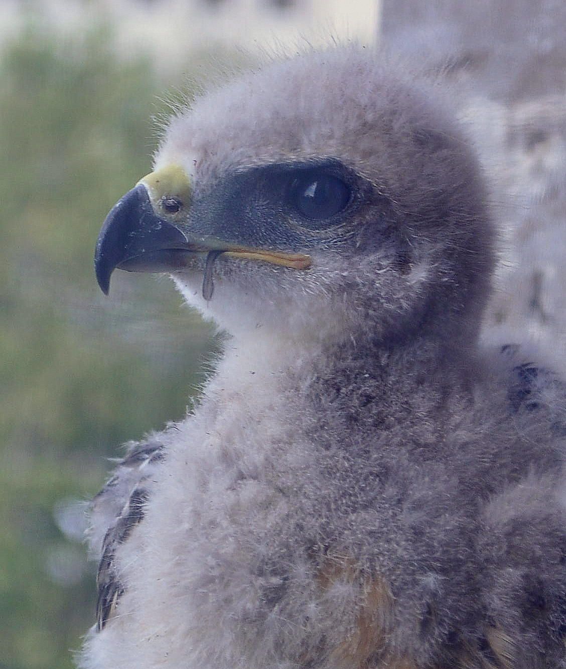 Hawkwatch at the Franklin Institute: Sssteamy hot in Philadelphia