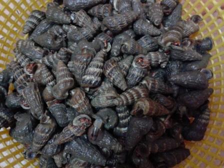 WARNA NOSTALGIA: Siput Belitung @ Siput Sedut