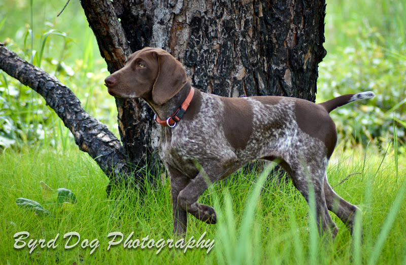Adventures of a GSP Hunting Dog: GSP Puppy Kisses Luna Style