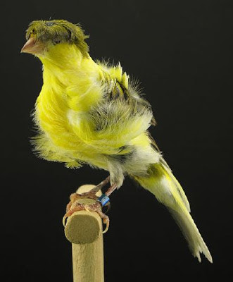 LOS CANARIOS DE POSTURA: Canarios Rizados (1)