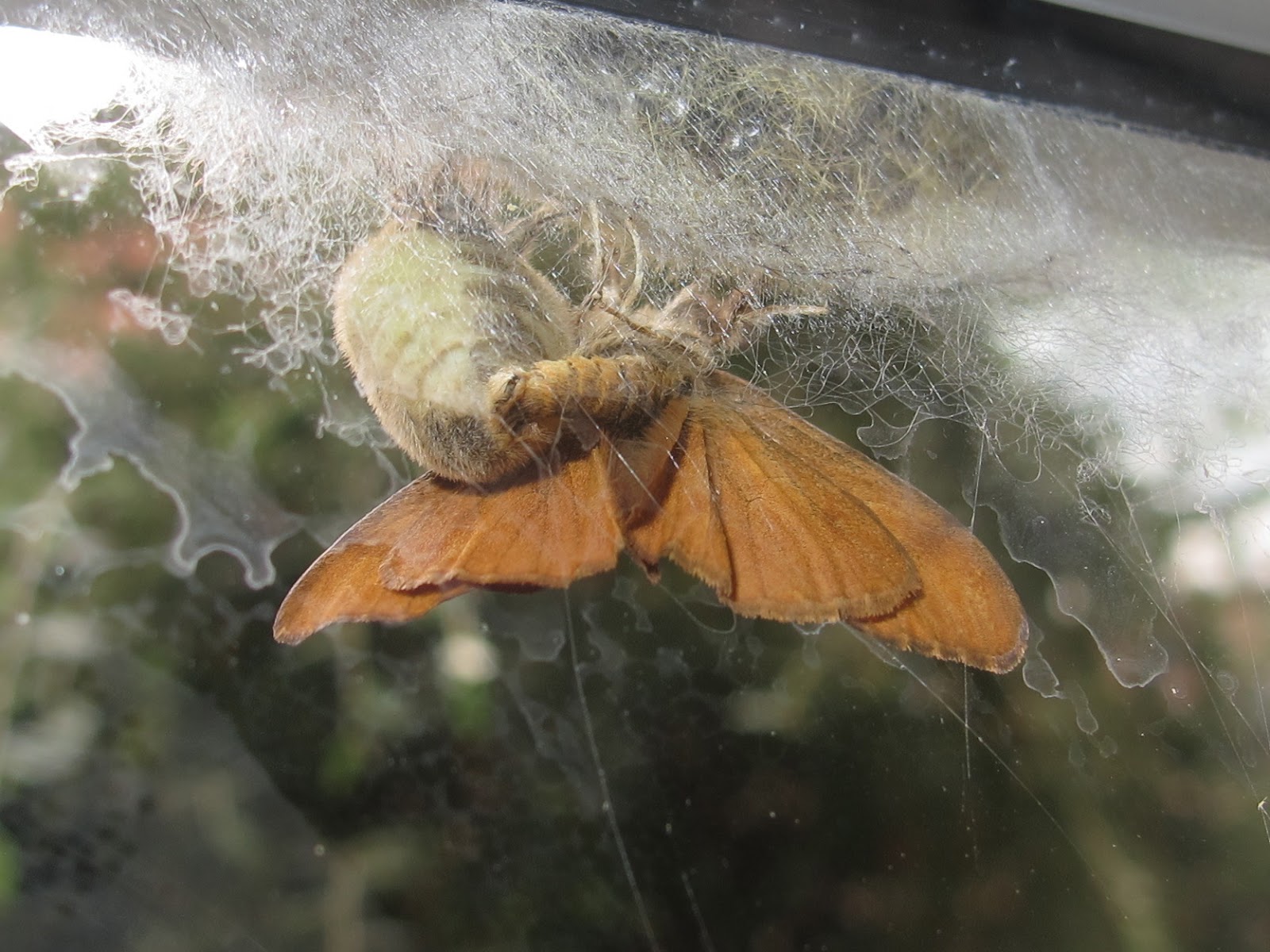 BugBlog: The weird and wonderful Vapourer Moth