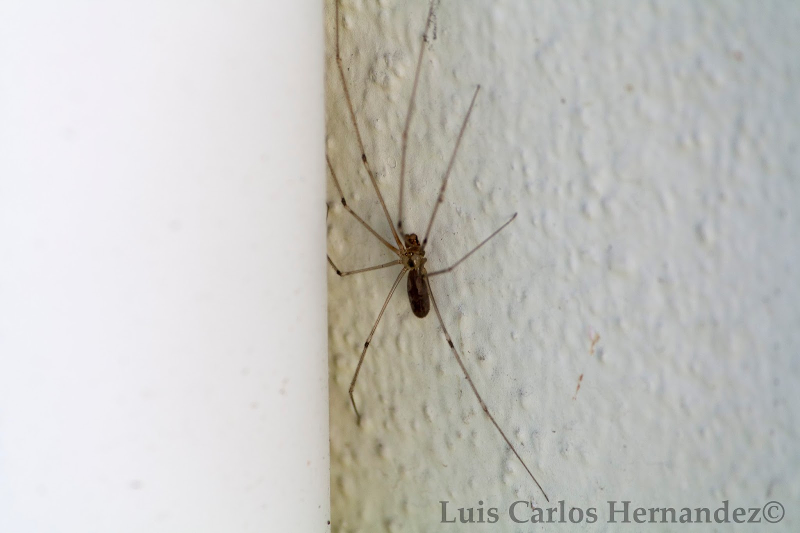 La araña Patona - The Spiders World