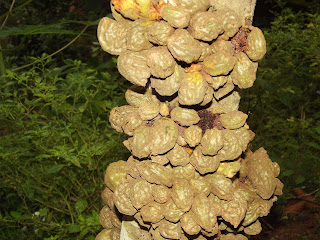 The Ceylon Times: Naminan - Cynometra cauliflora