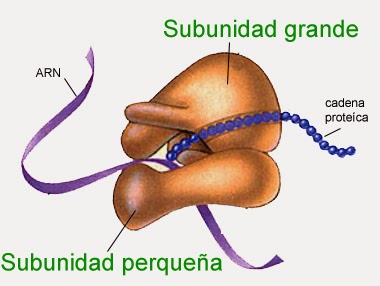 ESTRUCTURA CELULAR: Célula eucariota: ribosomas