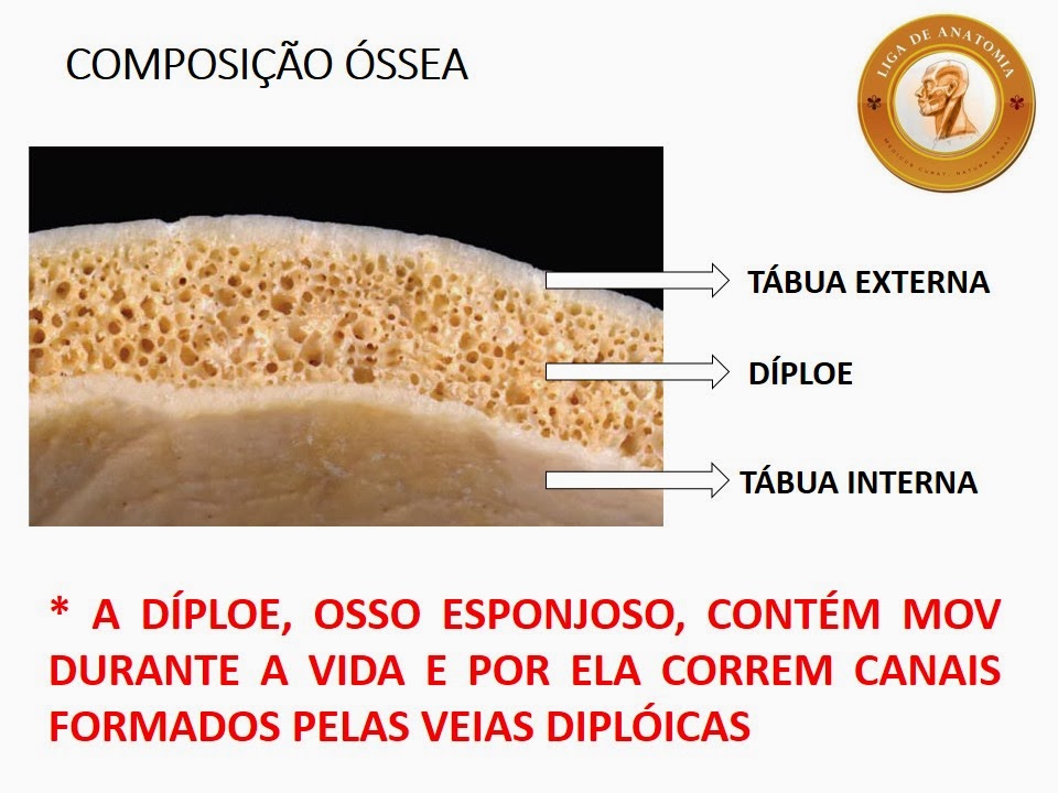 Liga de Anatomia ULBRA: CABEÇA I