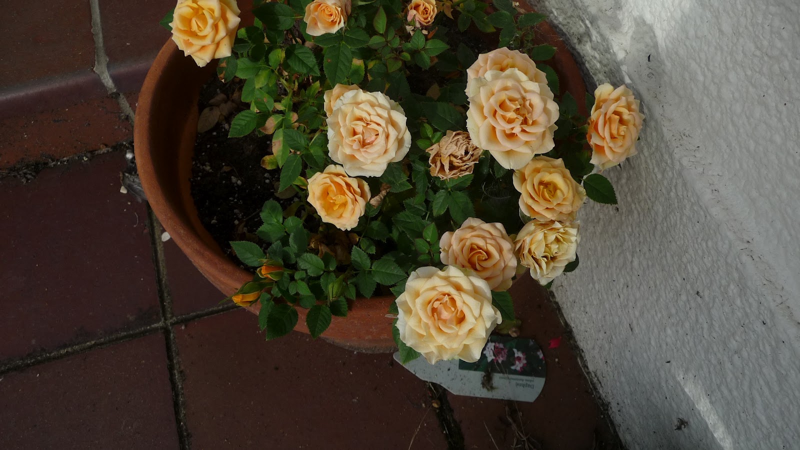 romancourt365: Bargain patio roses