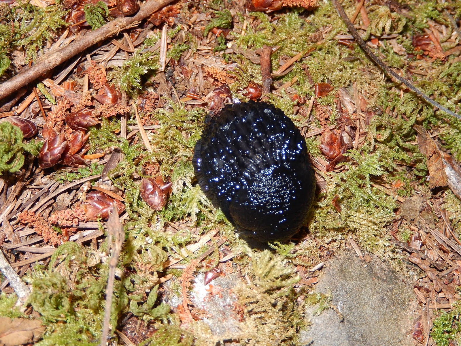 Powell River Books Blog: Coastal BC Animals: Black Slug