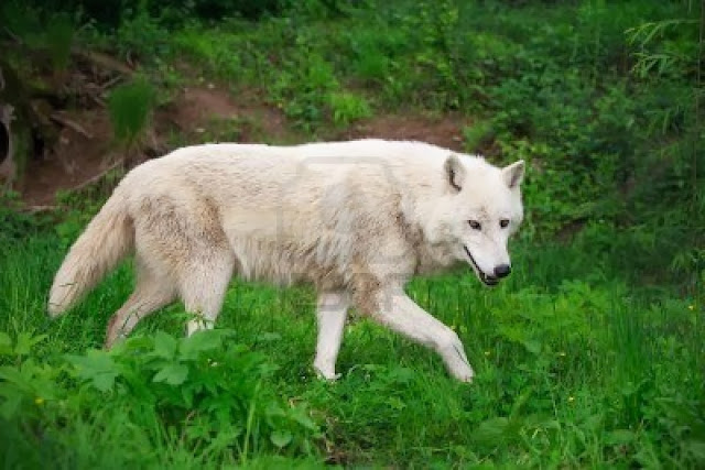 Lobos Blancos: LOBOS BLANCOS
