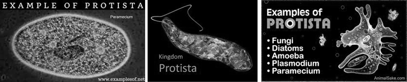 Pendidikan Dan Pembelajaran: Kamus Biologi : Pengertian Protista ...