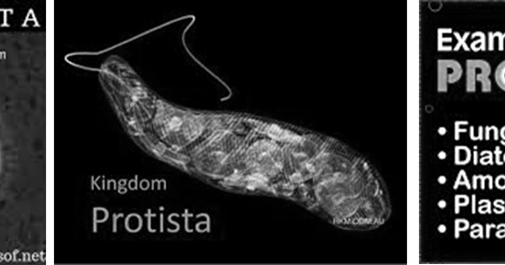 Pendidikan Dan Pembelajaran: Kamus Biologi : Pengertian Protista ...