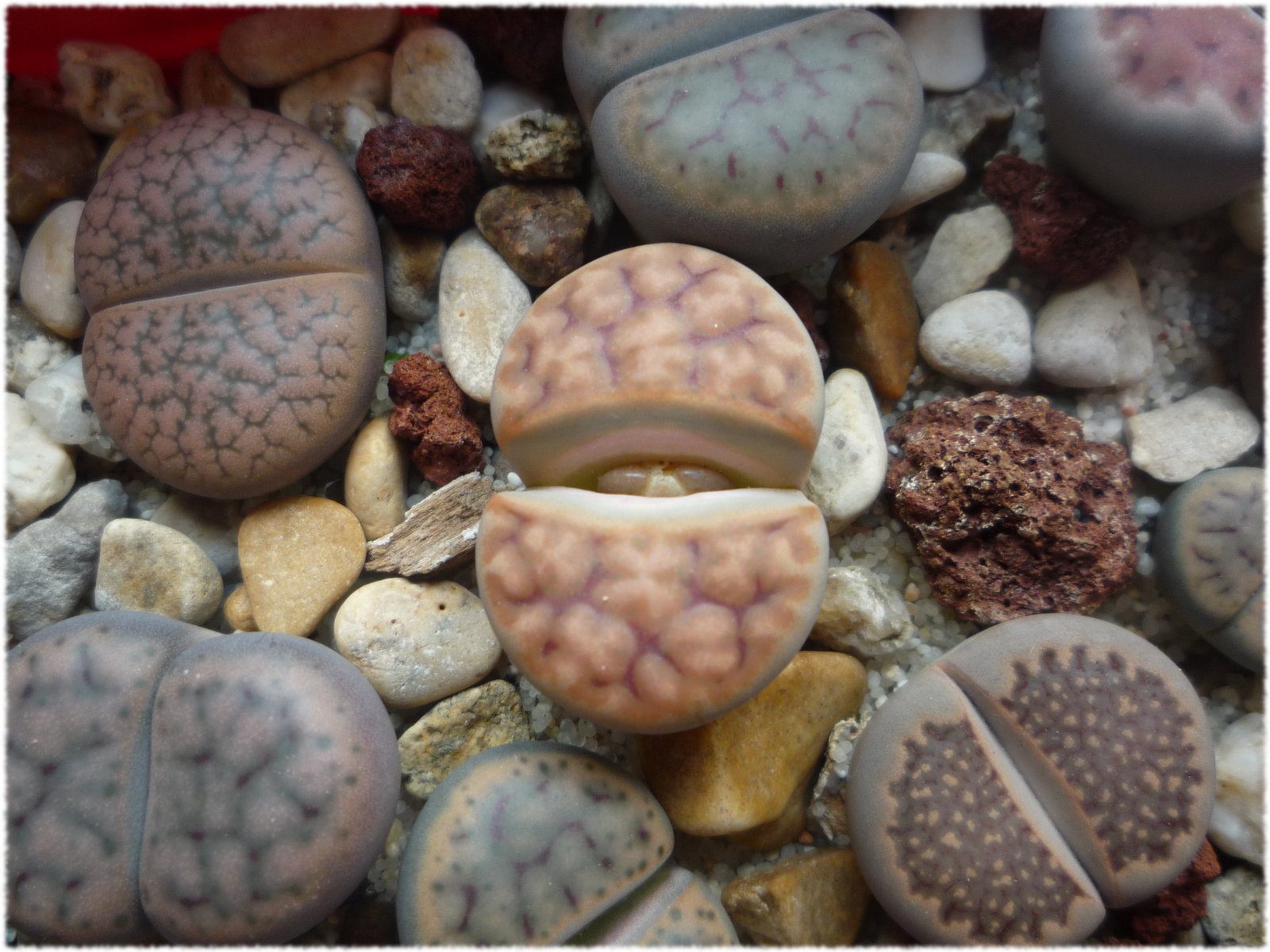 Mundo suculento: Lithops con floración interrumpida