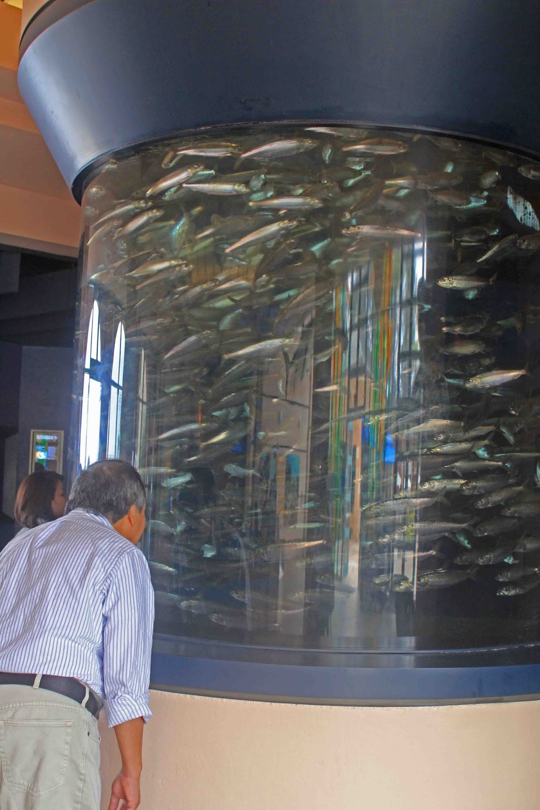 Western Sojourns: Travels with Camissonia: BIRCH AQUARIUM AT SCRIPPS ...