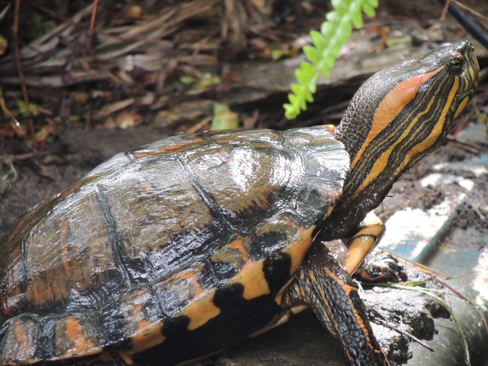 Tortugas Uruguay: Trachemys dorbigni ("Tortuga Morrocoyo, "Tigre d'agua")