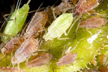 FIGHTING PLANT ENEMIES. | The Real World Galleries