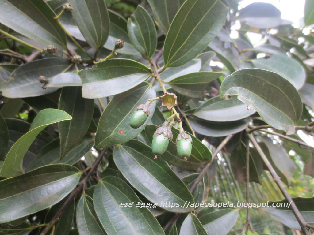 කුරුඳු [Kurundu] (Cinnamomum verum) ~ අපේ ඔසුපැළ Medicinal Plants of ...